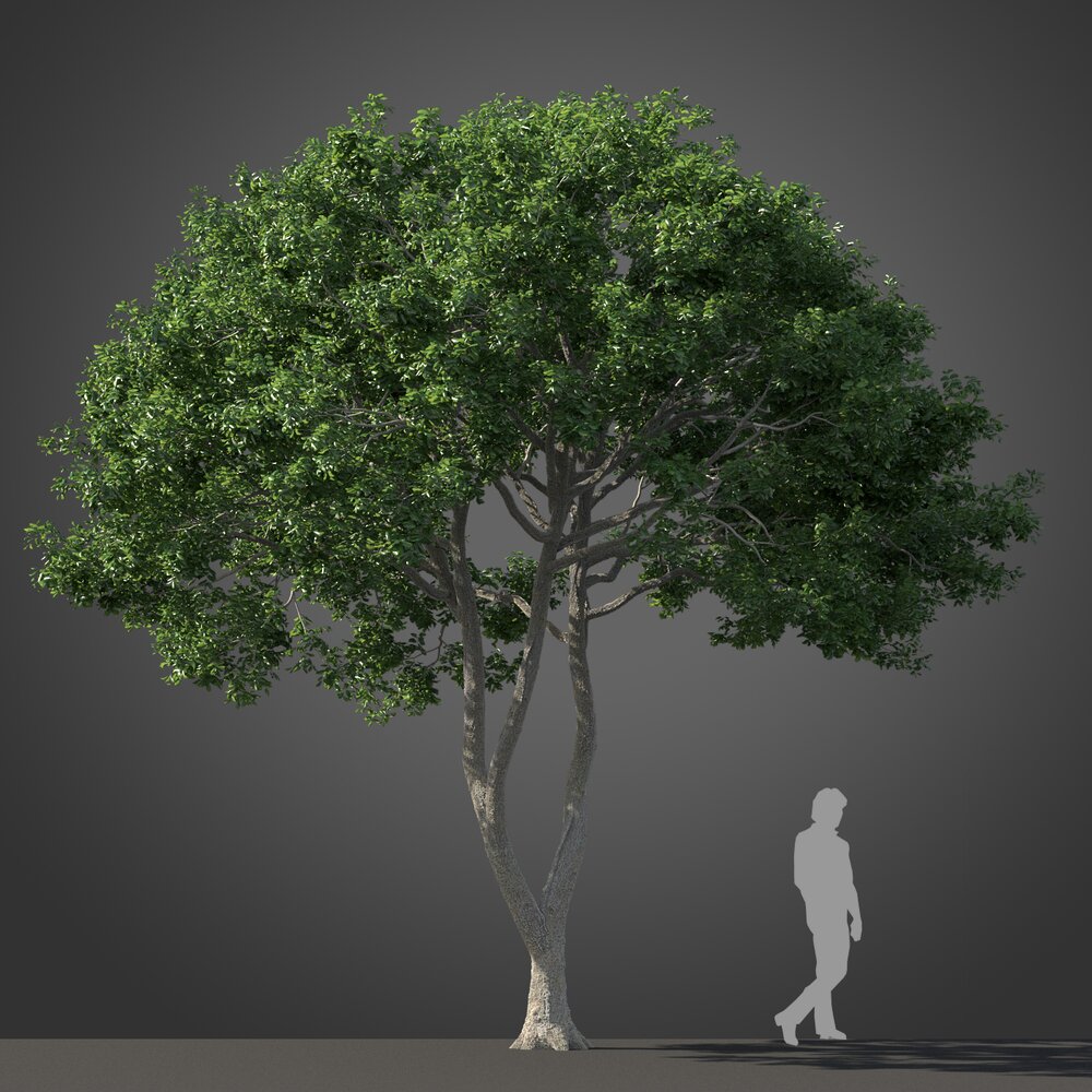 Park Cupaniopsis tree 3D model - Download Trees on 3DModels.org