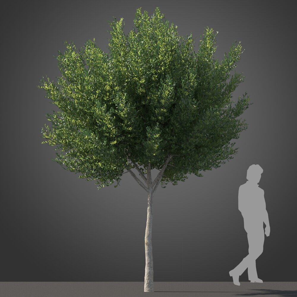 Cupaniopsis Shade Tree With Dense Rounded Canopy 3D model - Download ...