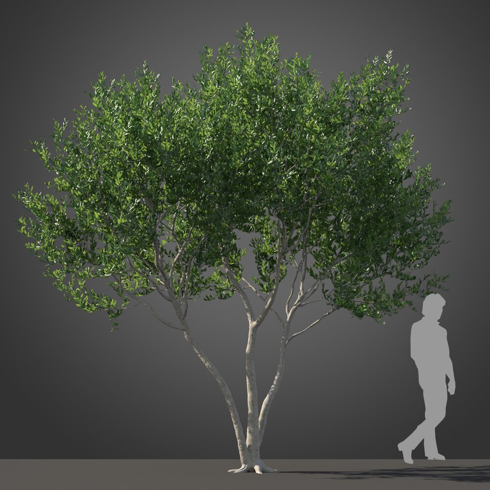 Cupaniopsis tree 3D model - Download Trees on 3DModels.org