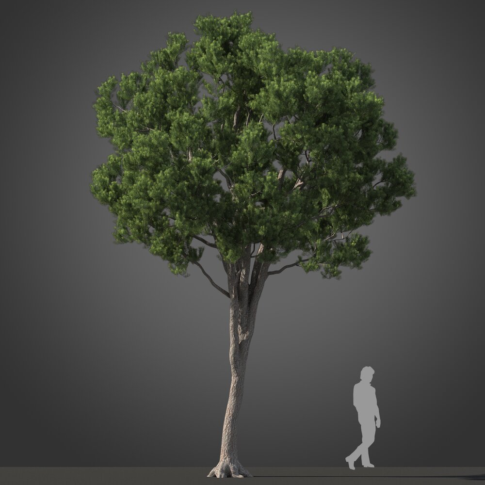 Árvore Podocarpus Modelo 3D - Baixar Árvores no 3DModels.org