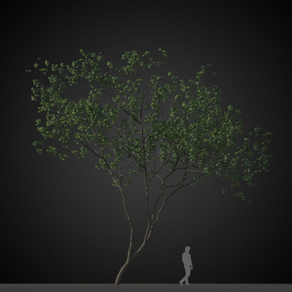 Solitary Tree Rendering 3D model - Download Trees on 3DModels.org