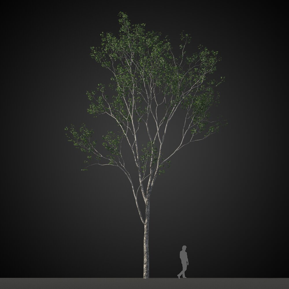 Tall Solitary Tree 3D model - Download Trees on 3DModels.org