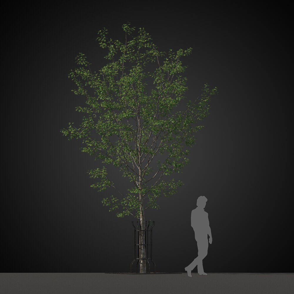 City Street Tree 3D model - Download Trees on 3DModels.org