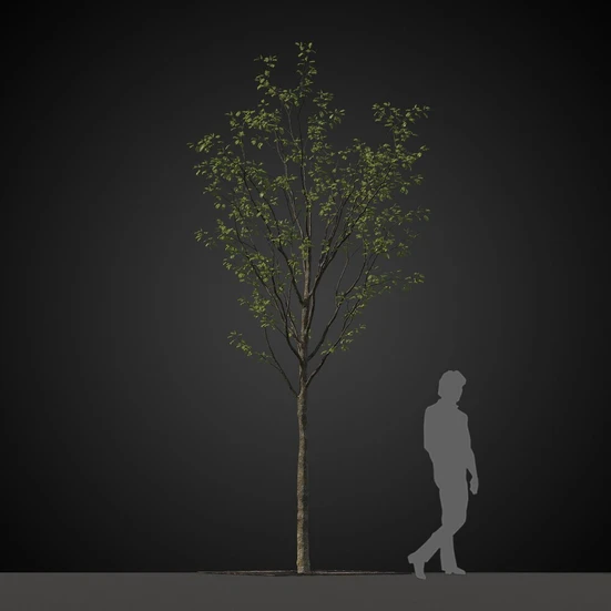 Forest tree 3D Models Download - 3DModels.org