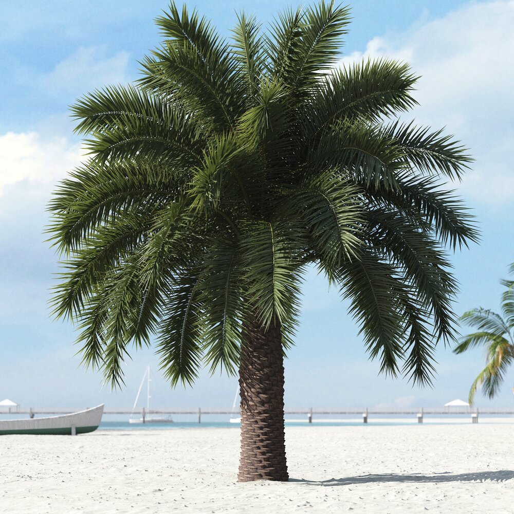 Tropical Beach Palm Tree with Textured Trunk 3D model - Download Trees ...