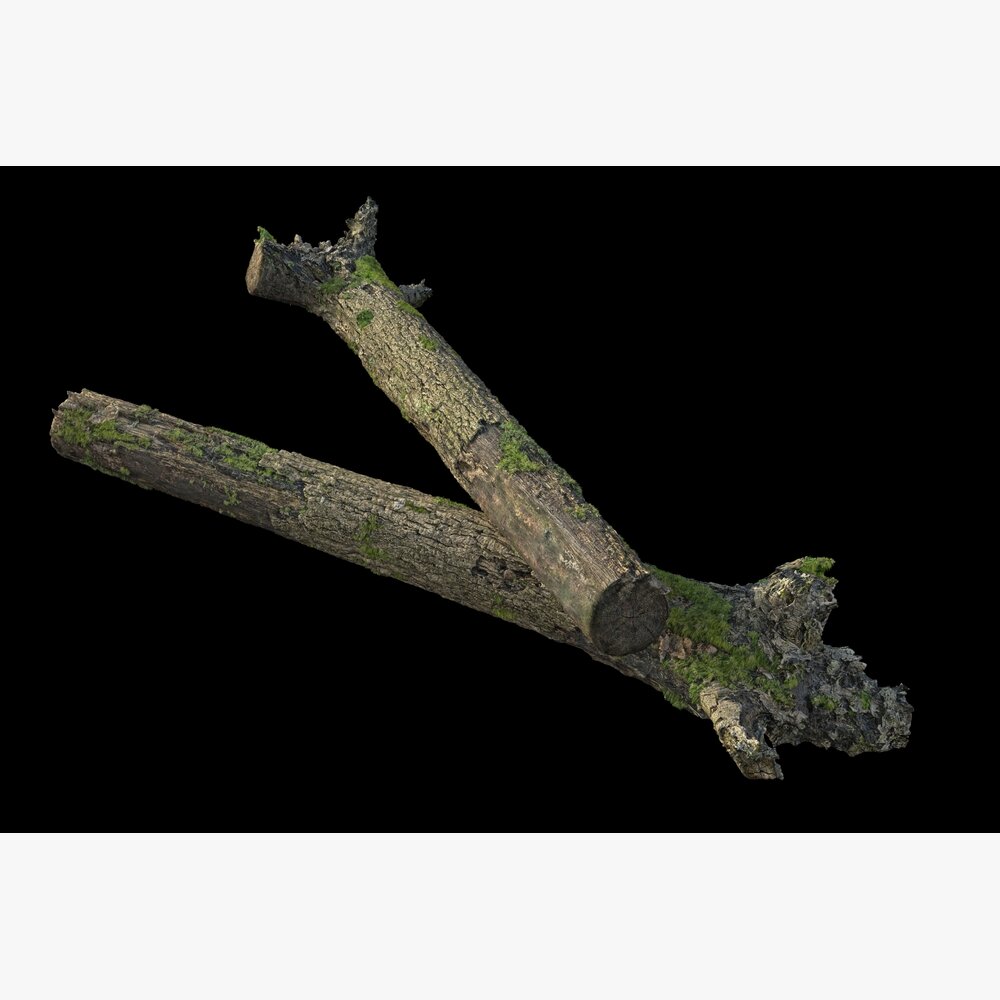 Weathered Tree Branch with Moss Texture 3D model - Download Landscapes ...