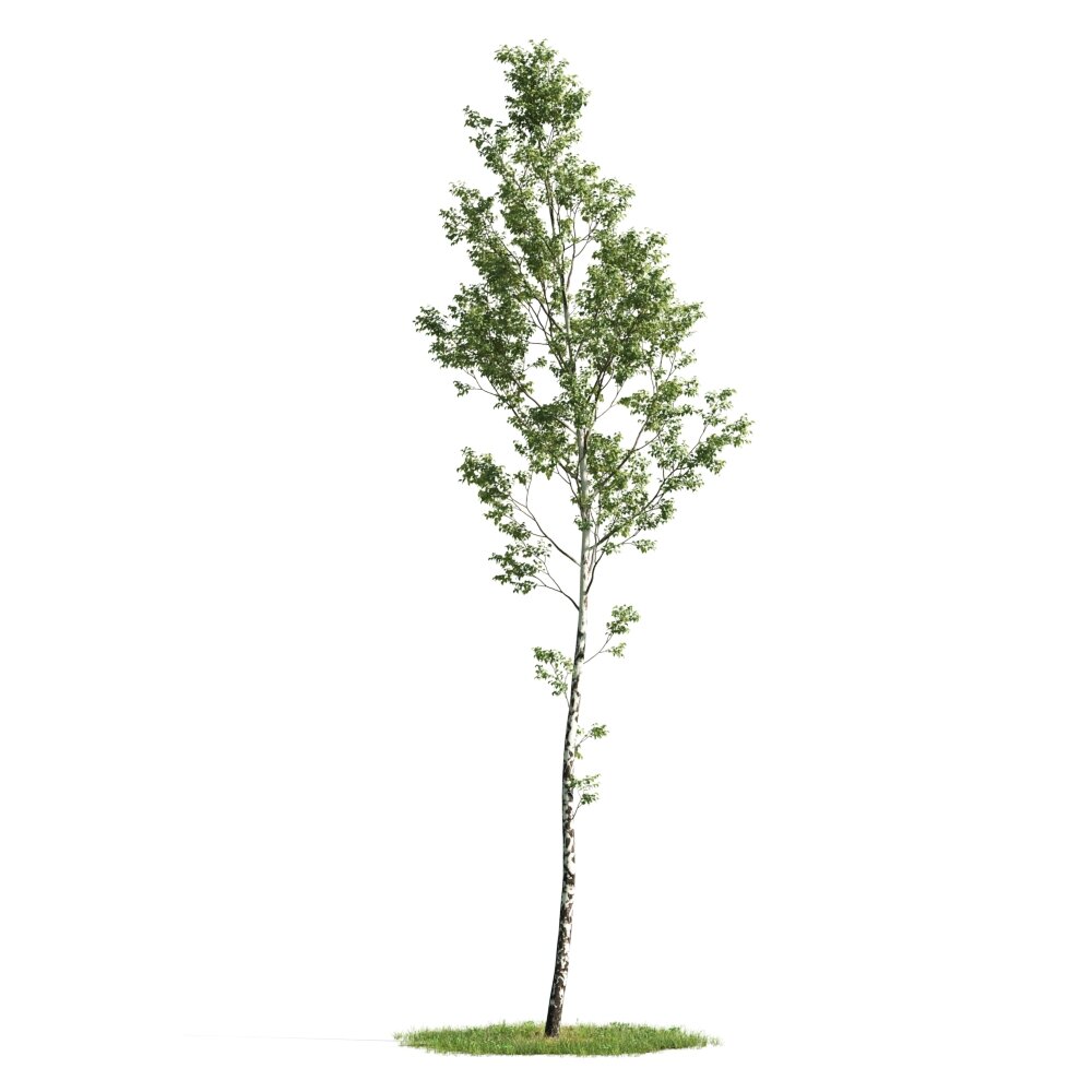 Slender Sapling 3D model - Download Trees on 3DModels.org