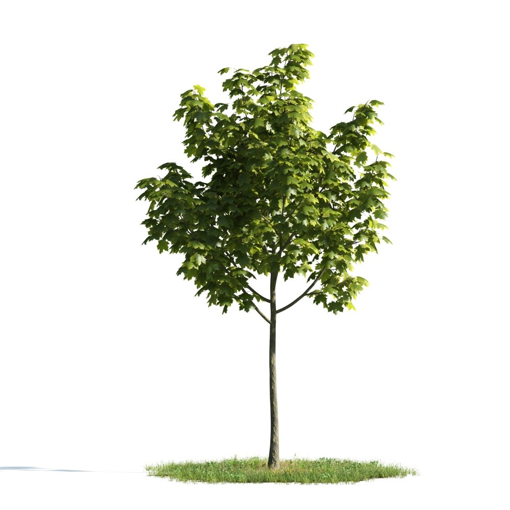 Verdant Sapling 3D model - Download Trees on 3DModels.org