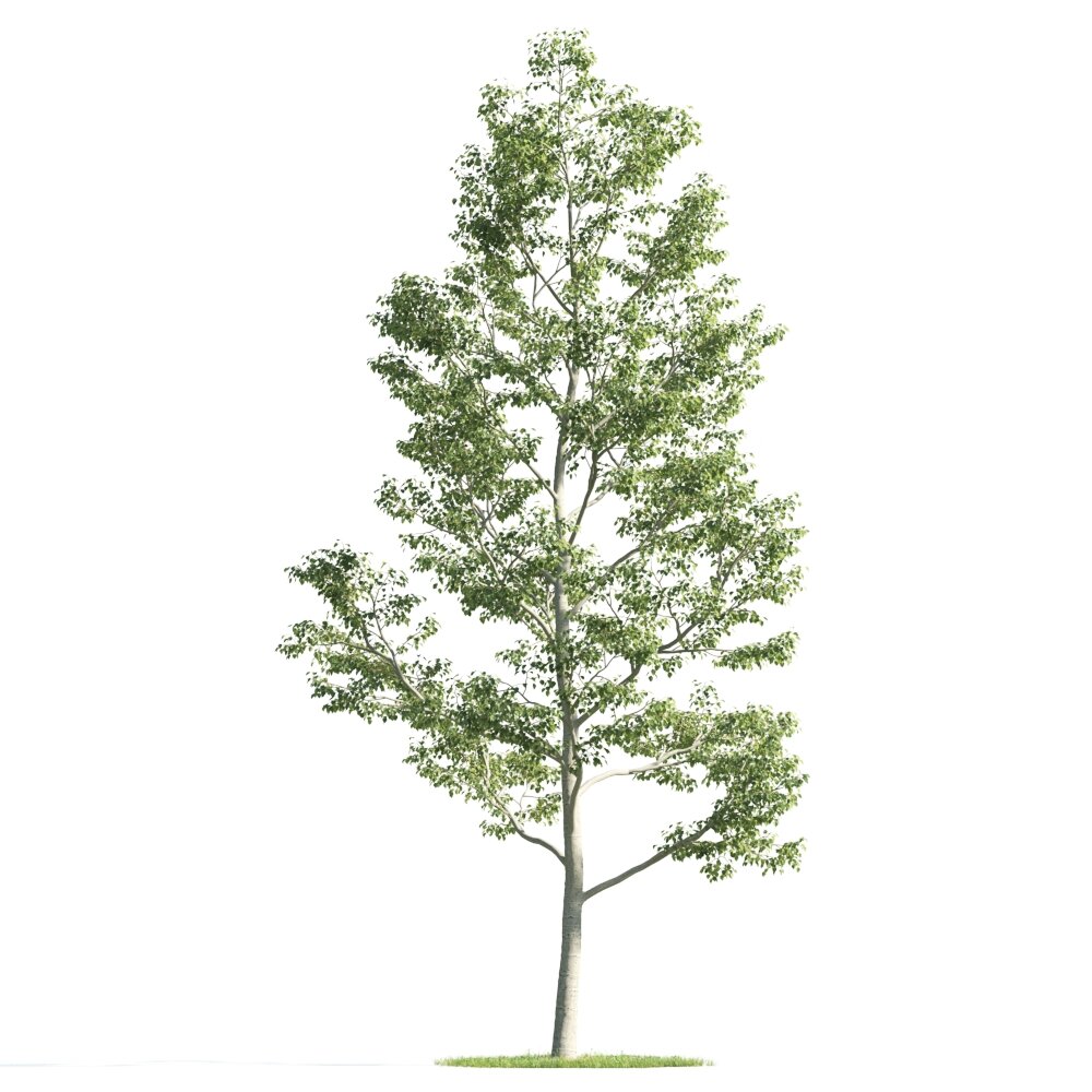 Slender Tree 3D model - Download Trees on 3DModels.org