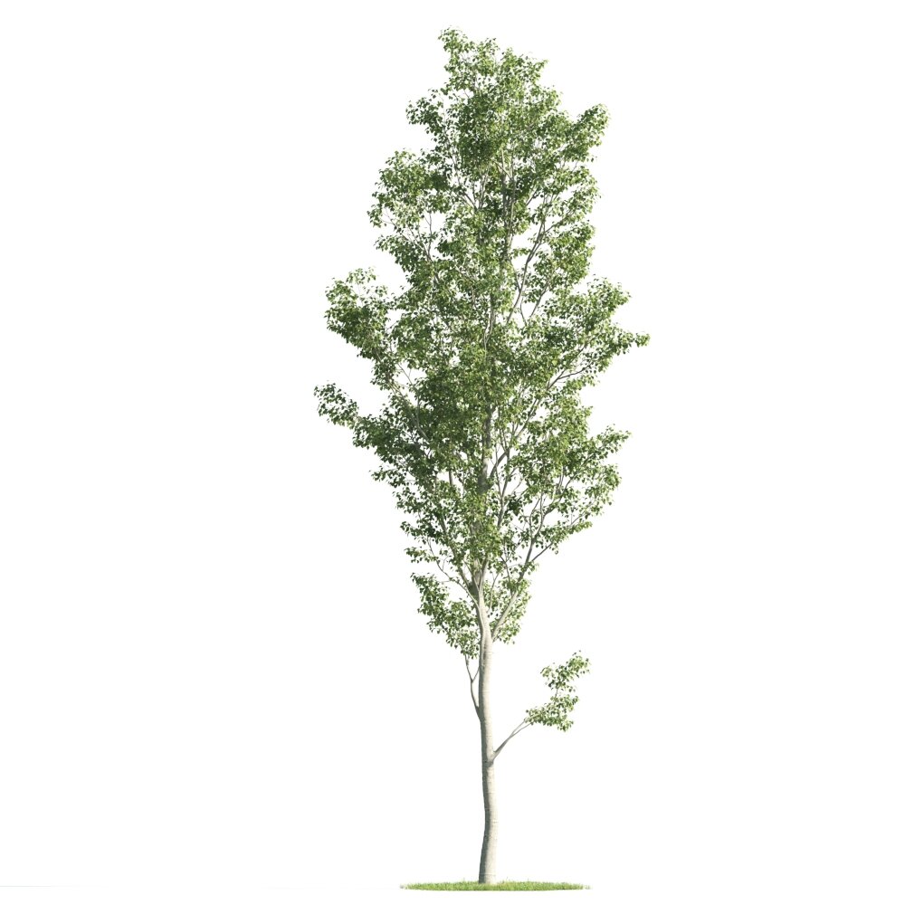 Young Green Sapling with Slender Trunk 3D model - Download Trees on ...
