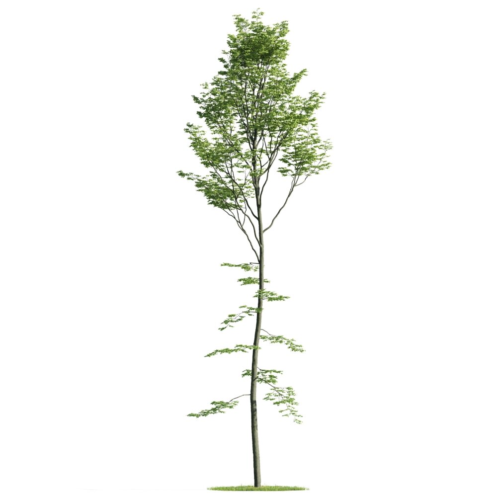 Sapling in Bloom 3D model - Download Trees on 3DModels.org
