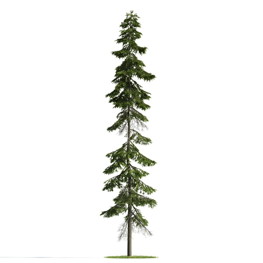 Tall Conical Pine Tree with Dense Foliage 3D model - Download Trees on ...
