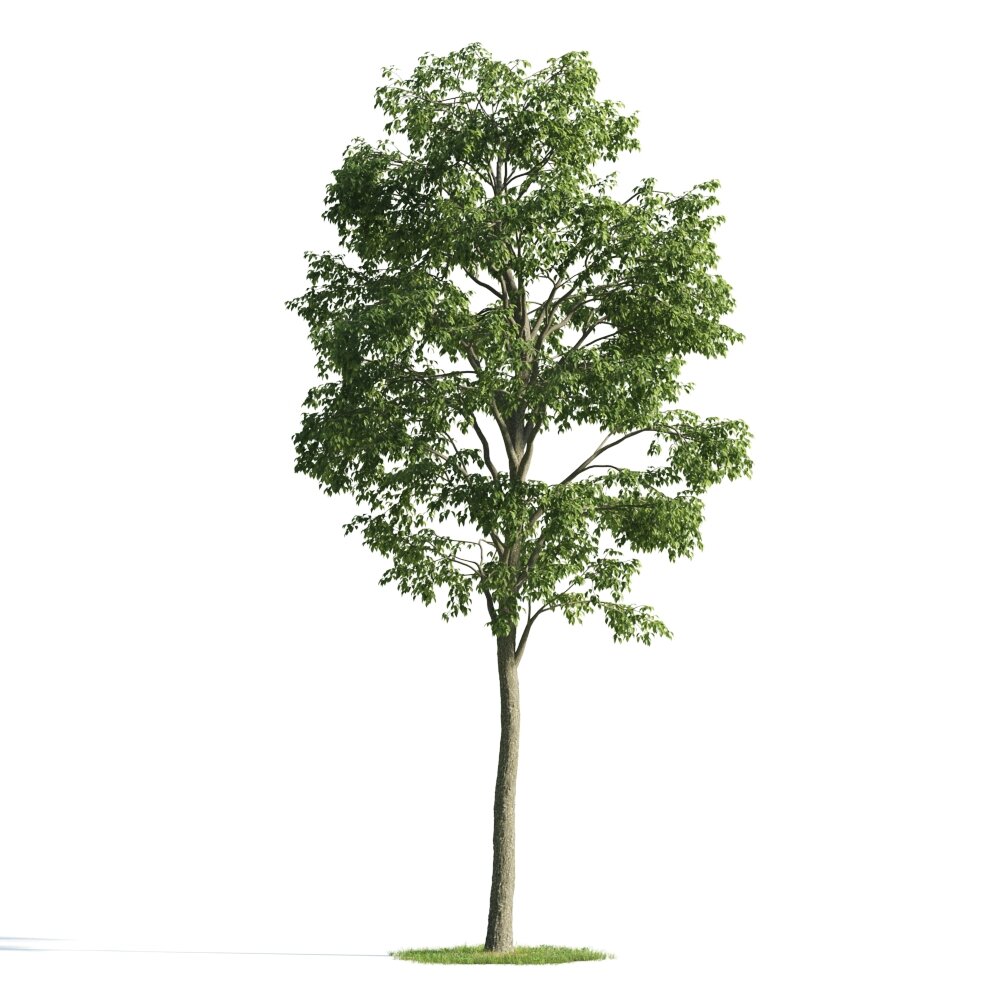 Isolated Tree 3D model - Download Trees on 3DModels.org