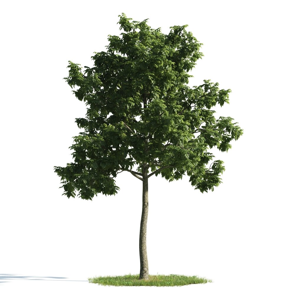Green Leafy Tree 3D model - Download Trees on 3DModels.org