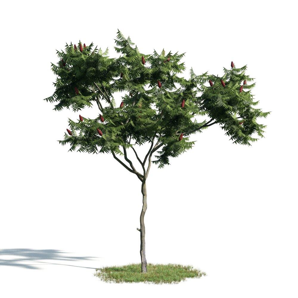 Lush Green Tree 3D model - Download Trees on 3DModels.org