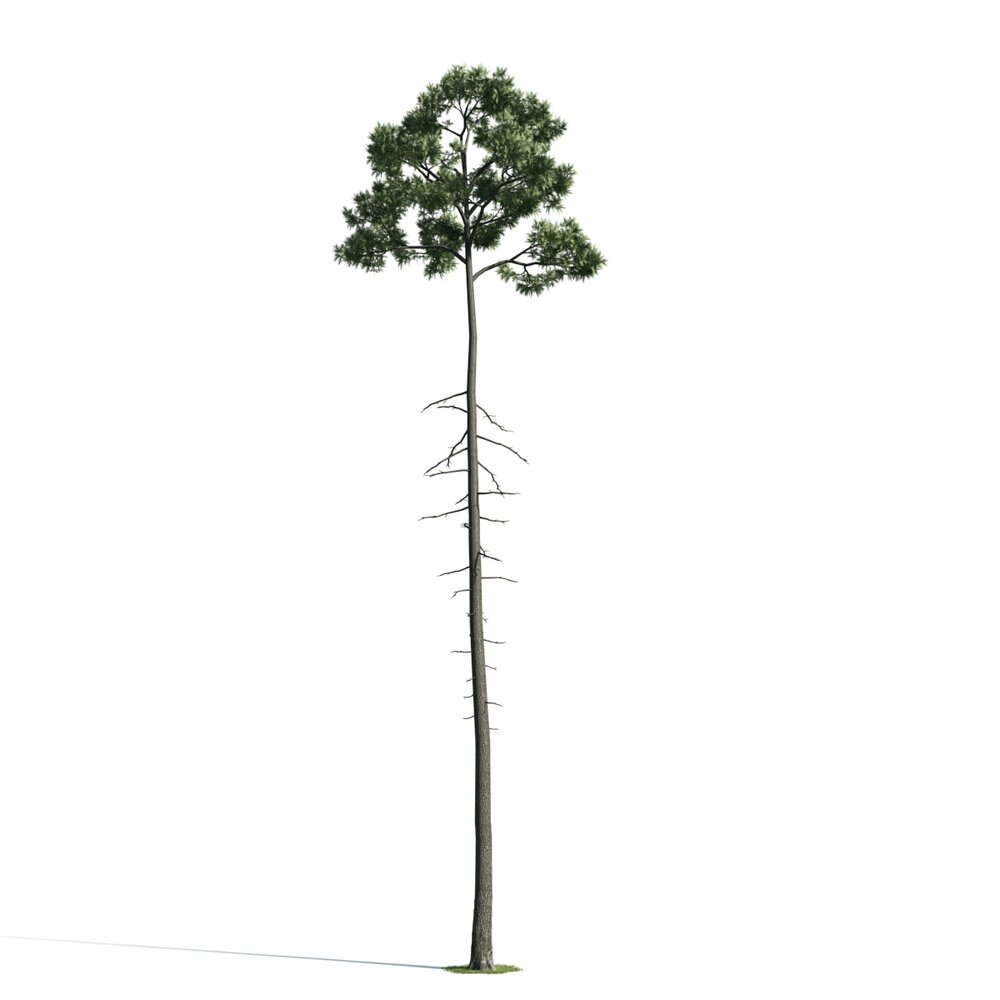 Tall Pine Tree 3D 모델 - 다운로드 나무 on 3DModels.org