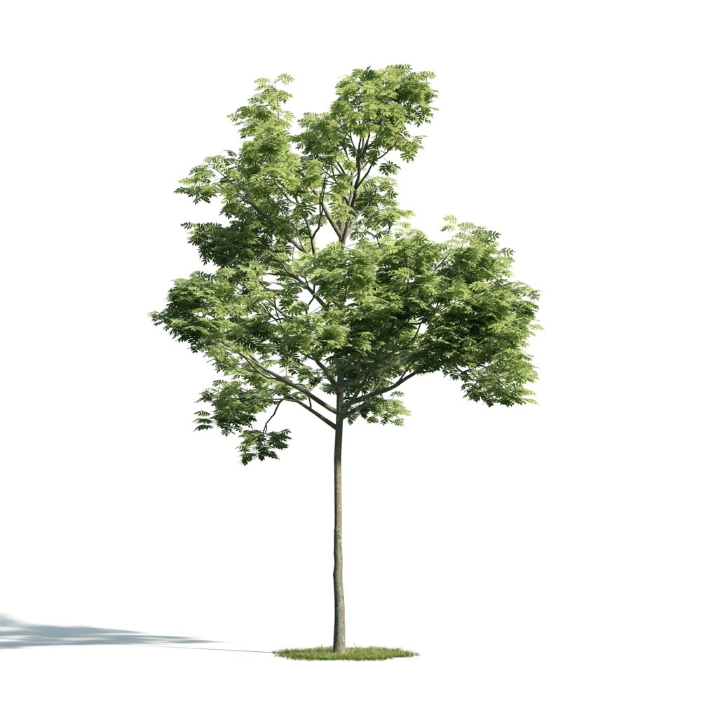 Vibrant Deciduous Tree with Rounded Canopy 3D model - Download Trees on ...