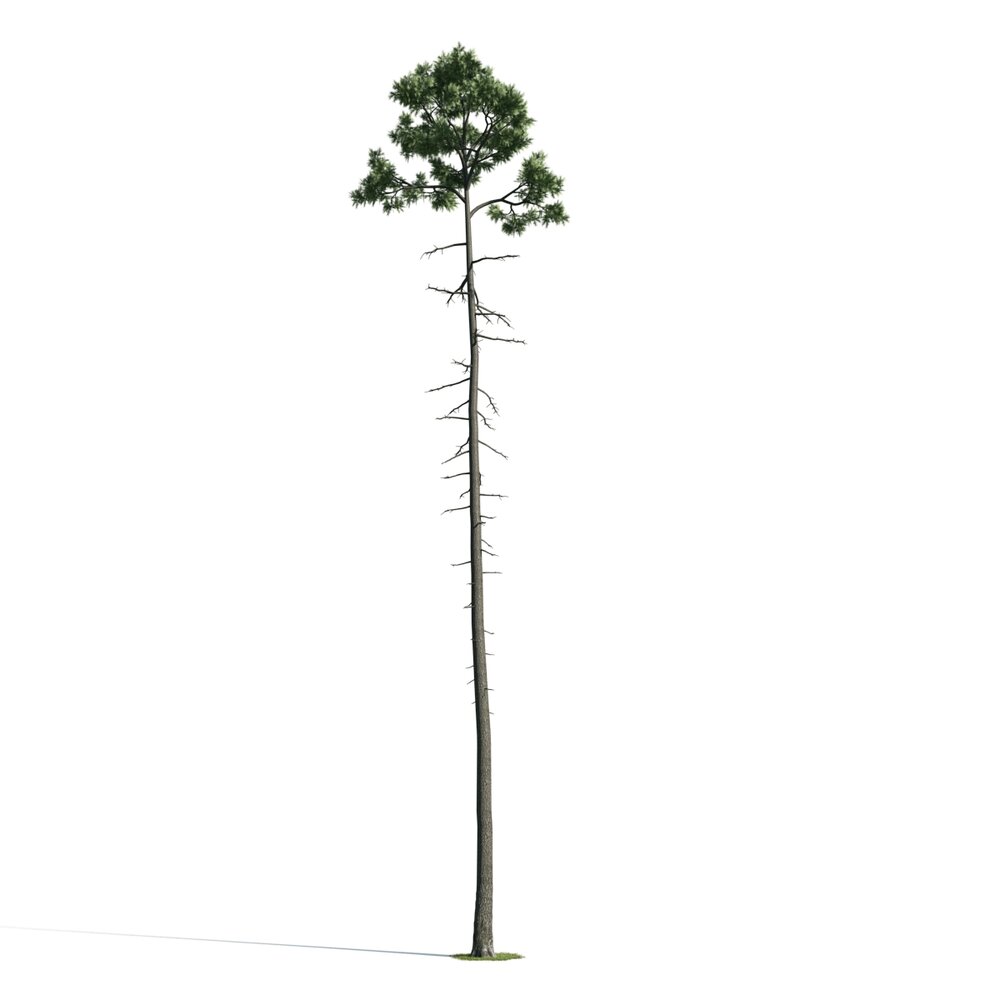 Tall Slender Pine Tree with Green Foliage 3D model - Download Trees on ...