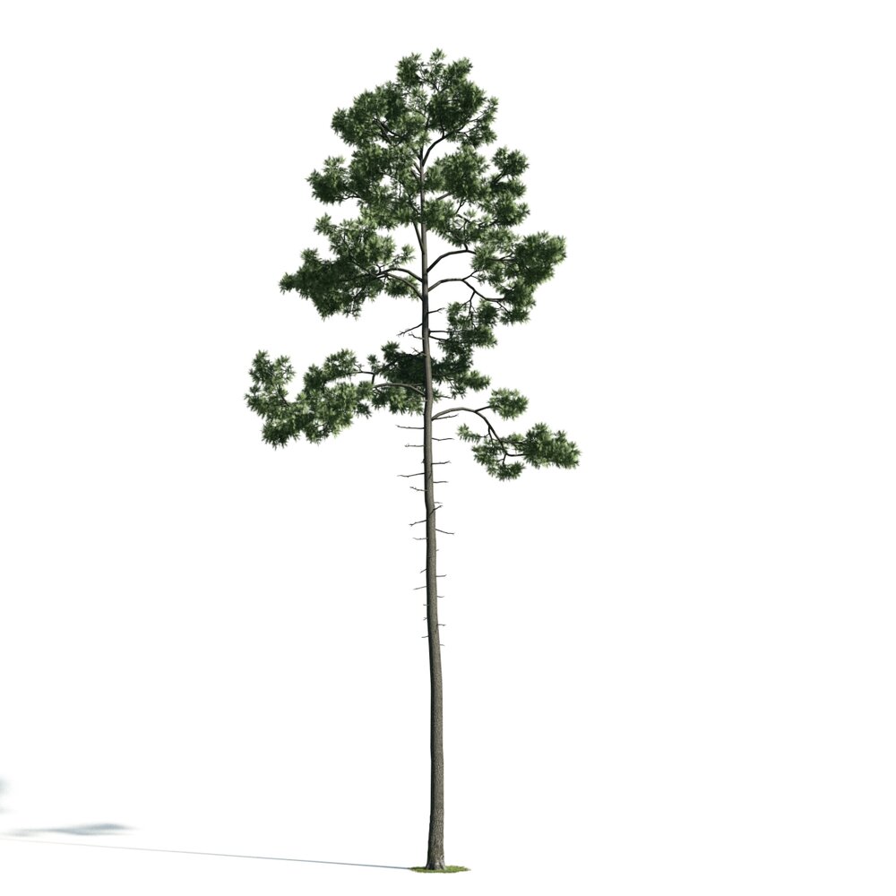 Solitary Tall Tree 3D model - Download Trees on 3DModels.org
