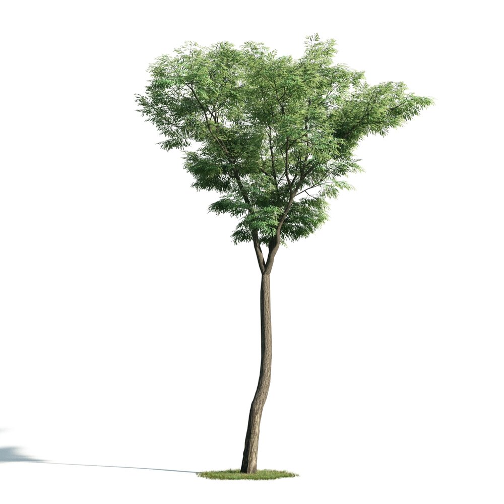 Tall Slender Tree with Rounded Canopy 3D model - Download Trees on ...