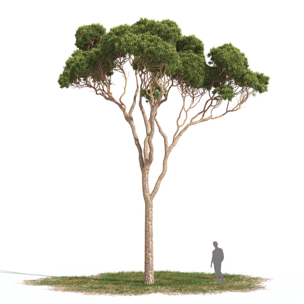 Tall Mediterranean Stone Pine with Umbrella Canopy 3D model - Download ...