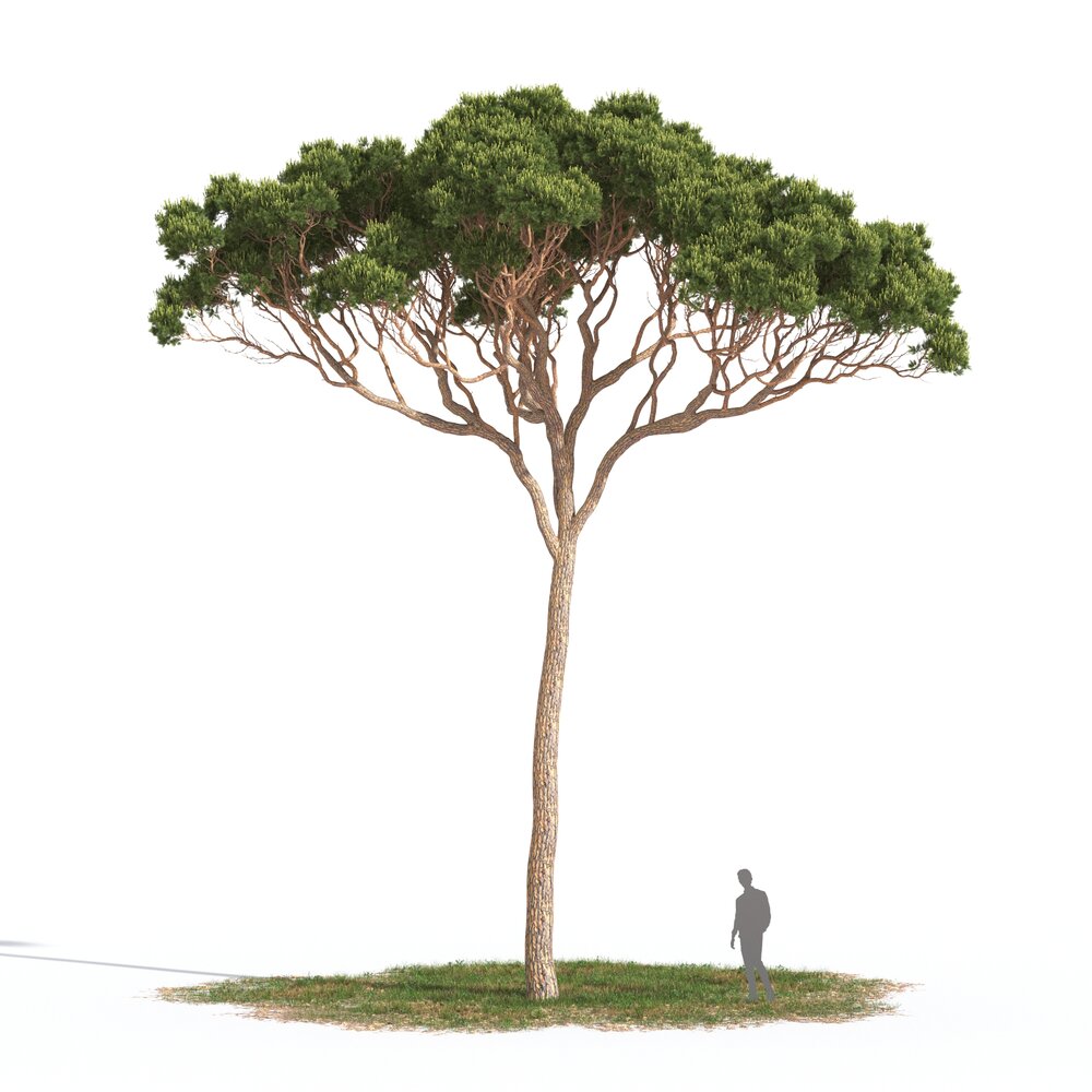 Mediterranean Stone Pine with Umbrella Canopy 3D model - Download Trees ...