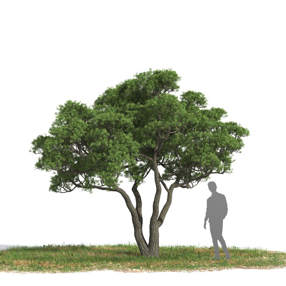 Tamarix 3D model - Download Trees on 3DModels.org