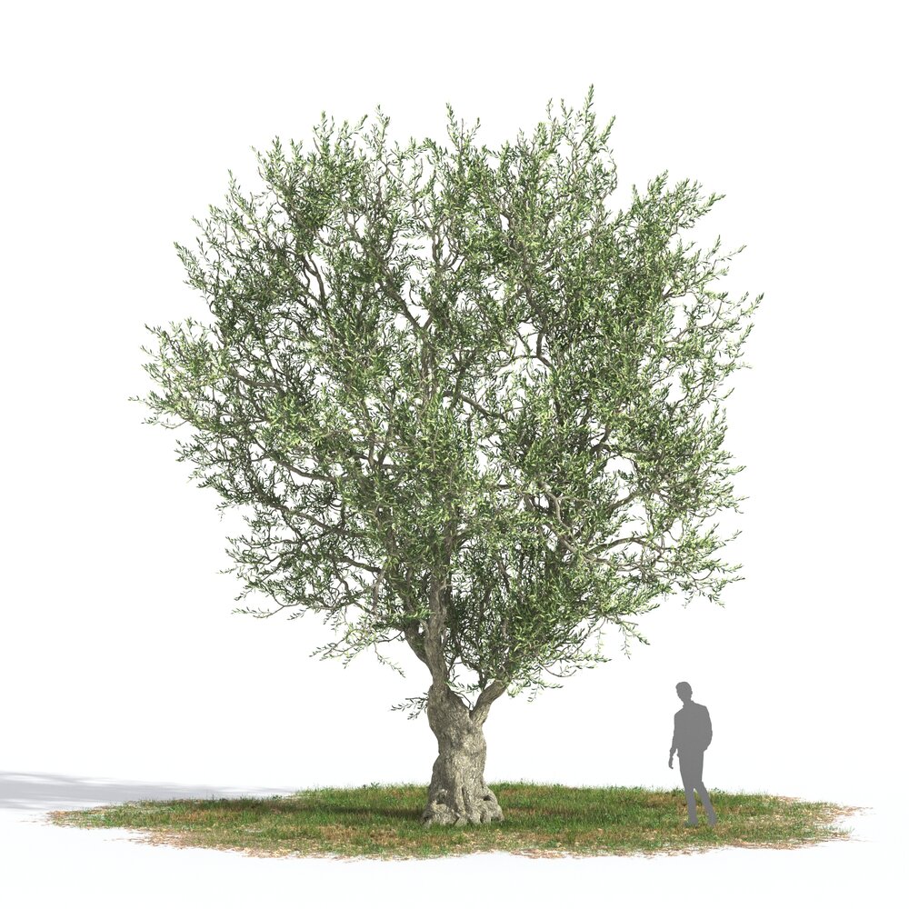 Ancient Gnarled Olive Tree with Silvery Foliage 3D model - Download ...
