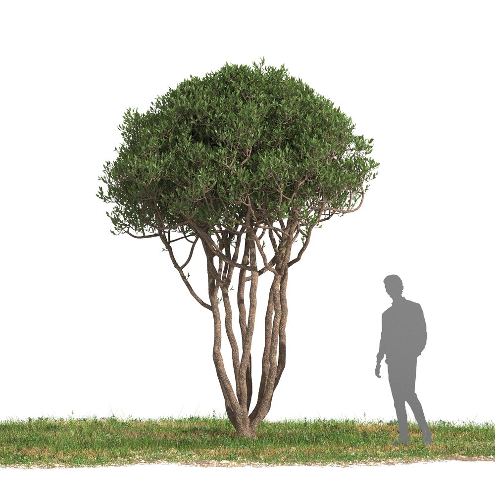 Silvery Olive Tree with Gnarled Trunk 3D model - Download Trees on ...