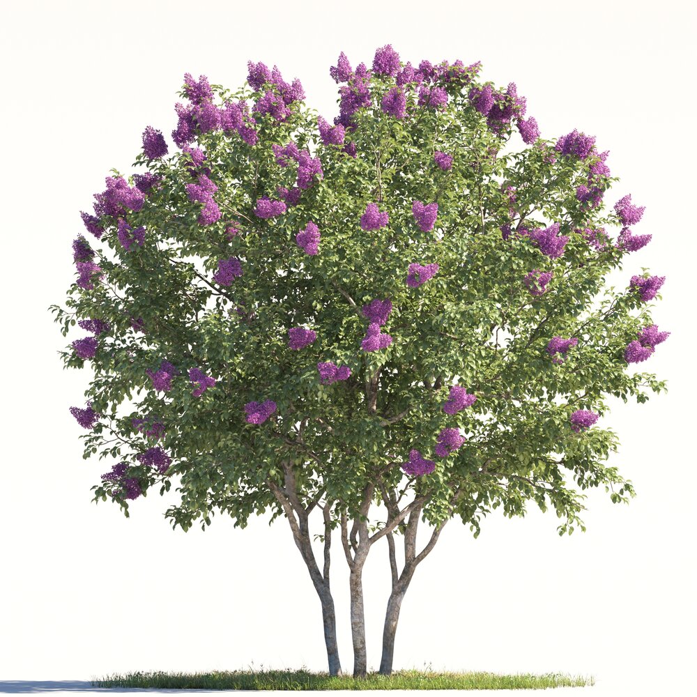 Purple Lilac Bush Flowering Tree Syringa 3D model - Download Trees on ...