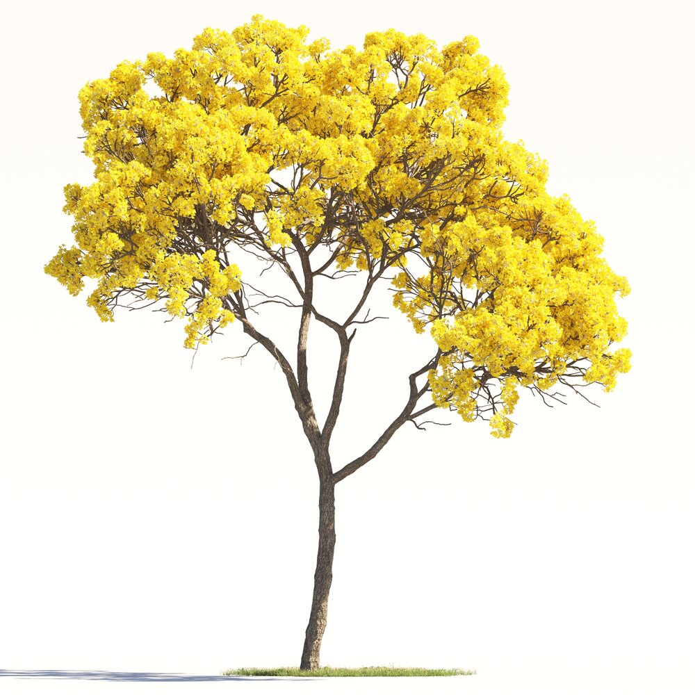 Yellow Flowering Tabebuia Aurea Tree 3D model - Download Trees on ...