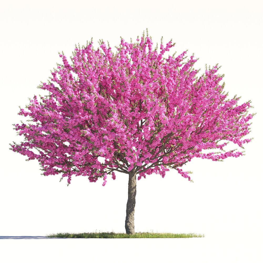 Flowering Prunus Triloba with Pink Blossoms 3D model - Download Trees ...