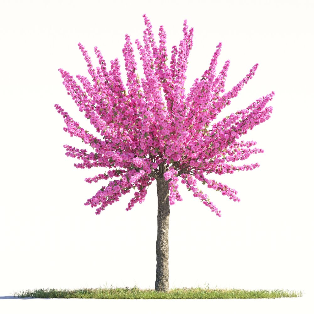 Pink Flowering Cherry Blossom Tree with Blooms 3D model - Download ...