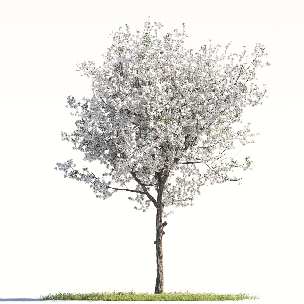 Blooming Cherry 3D model - Download Trees on 3DModels.org