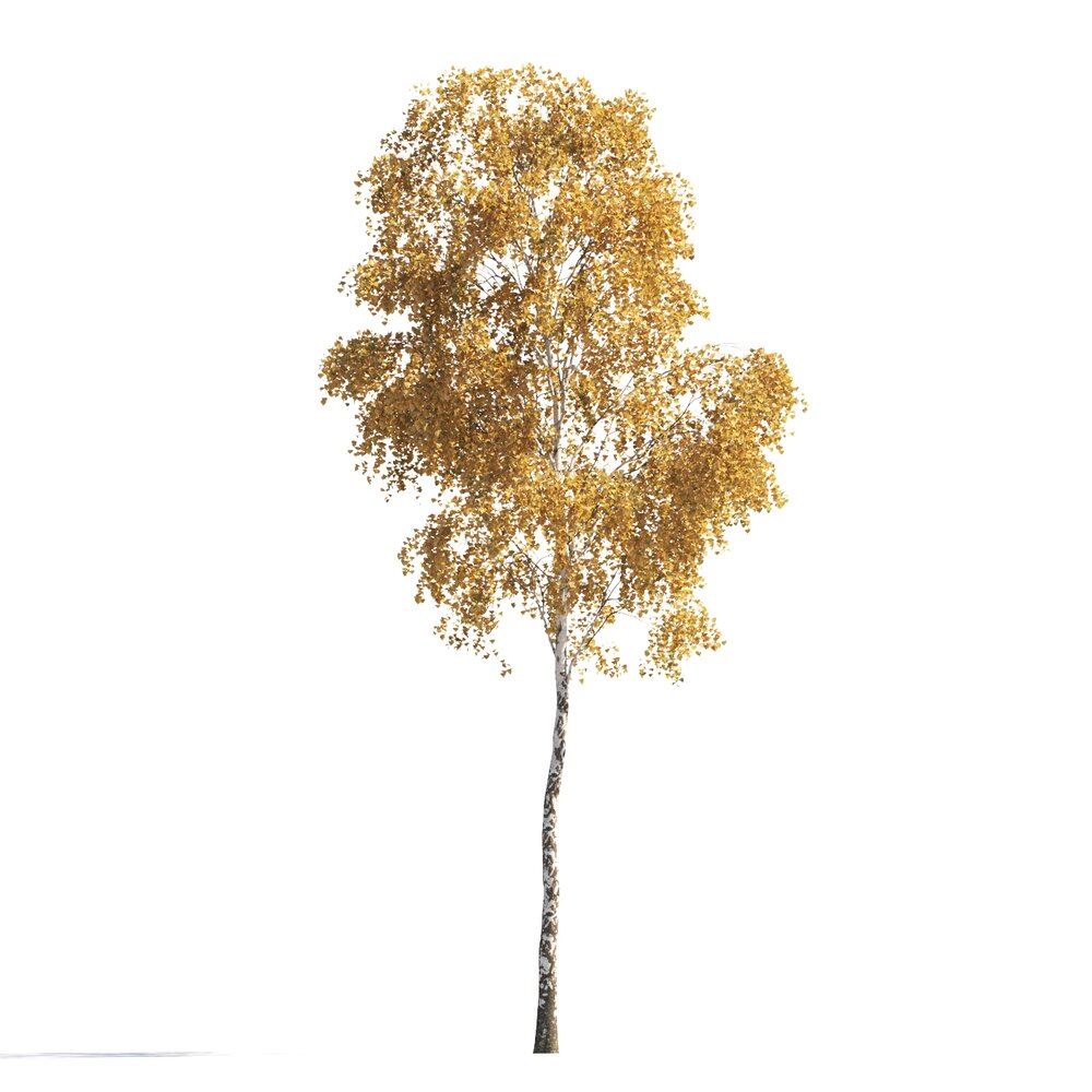 Tall Birch Tree with Golden Autumn Foliage 3D model - Download Trees on ...
