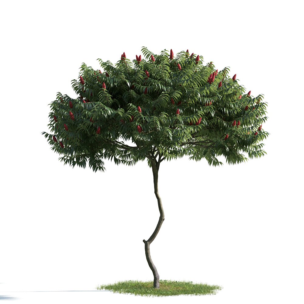 Rhus Typhina 3D model - Download Trees on 3DModels.org