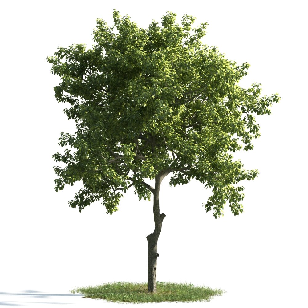 Deciduous Green Tree with Rounded Leafy Canopy 3D model - Download ...