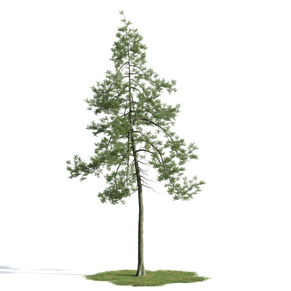Tall Slender Pine Tree with Conical Foliage 3D model - Download Trees ...