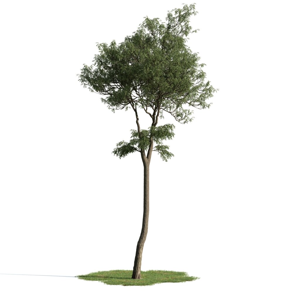 Single Lush Green Tree Slender Trunk Grass 3D model - Download Trees on ...