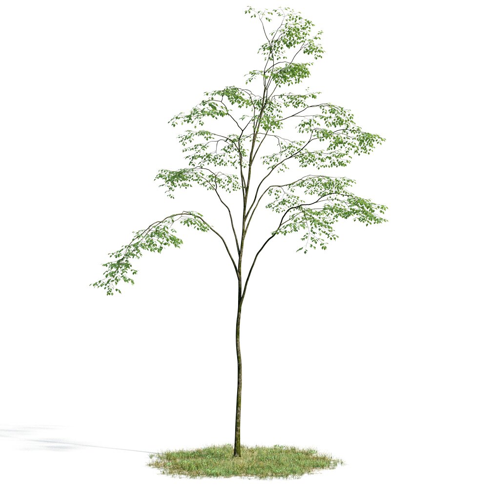Slender Deciduous Woodland Tree with Thin Branches 3D model - Download ...