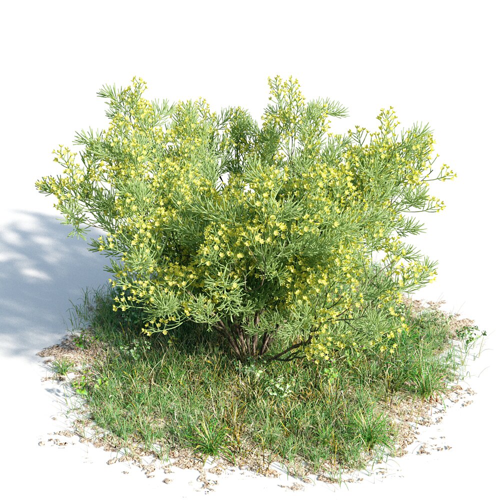 Senna Artemisioides 3D model - Download Bushes on 3DModels.org