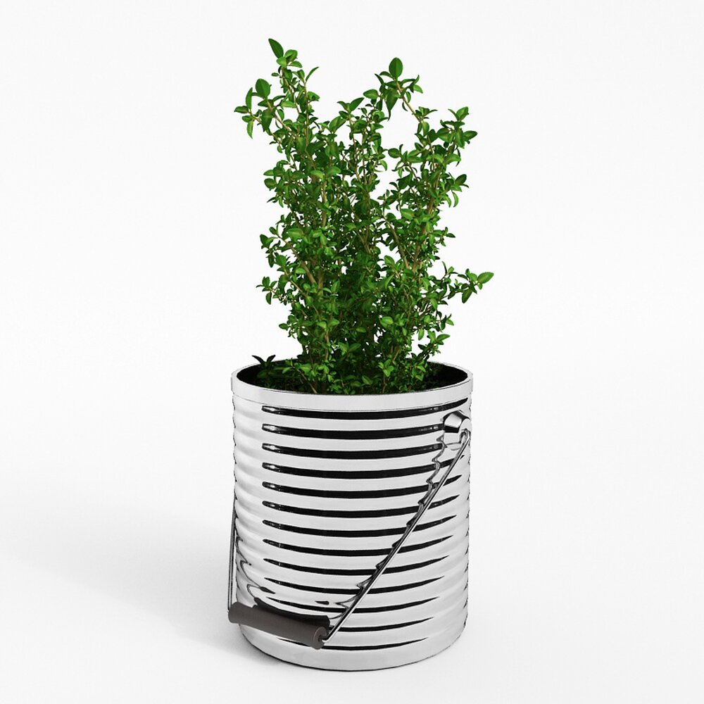 Thyme Potted Herb Plant 3D model - Download Herbs on 3DModels.org