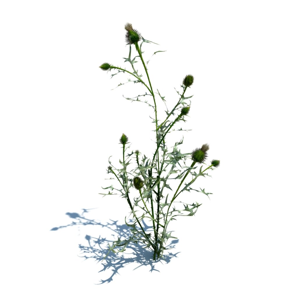 Cirsium Vulgare Thistle with Spiky Flower Buds 3D model - Download ...