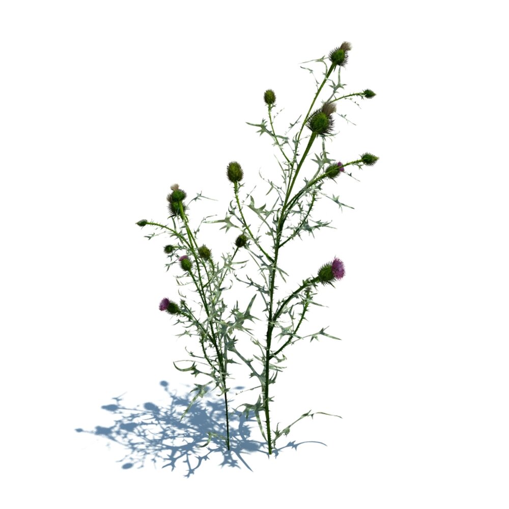 Cirsium Vulgare Thistle Plant with Purple Buds 3D model - Download ...