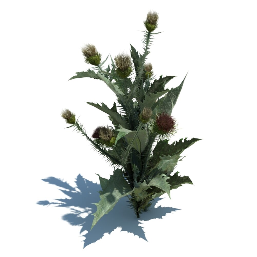 Onopordum Acanthium Cotton Thistle with Spiky Buds 3D model - Download ...