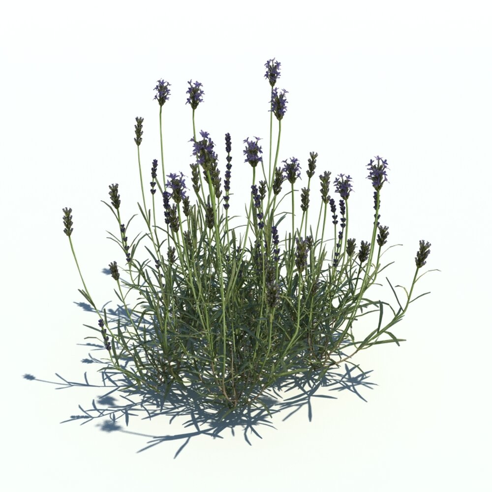 Purple Lavender Bush with Flowering Stems 3D model - Download Grass on ...