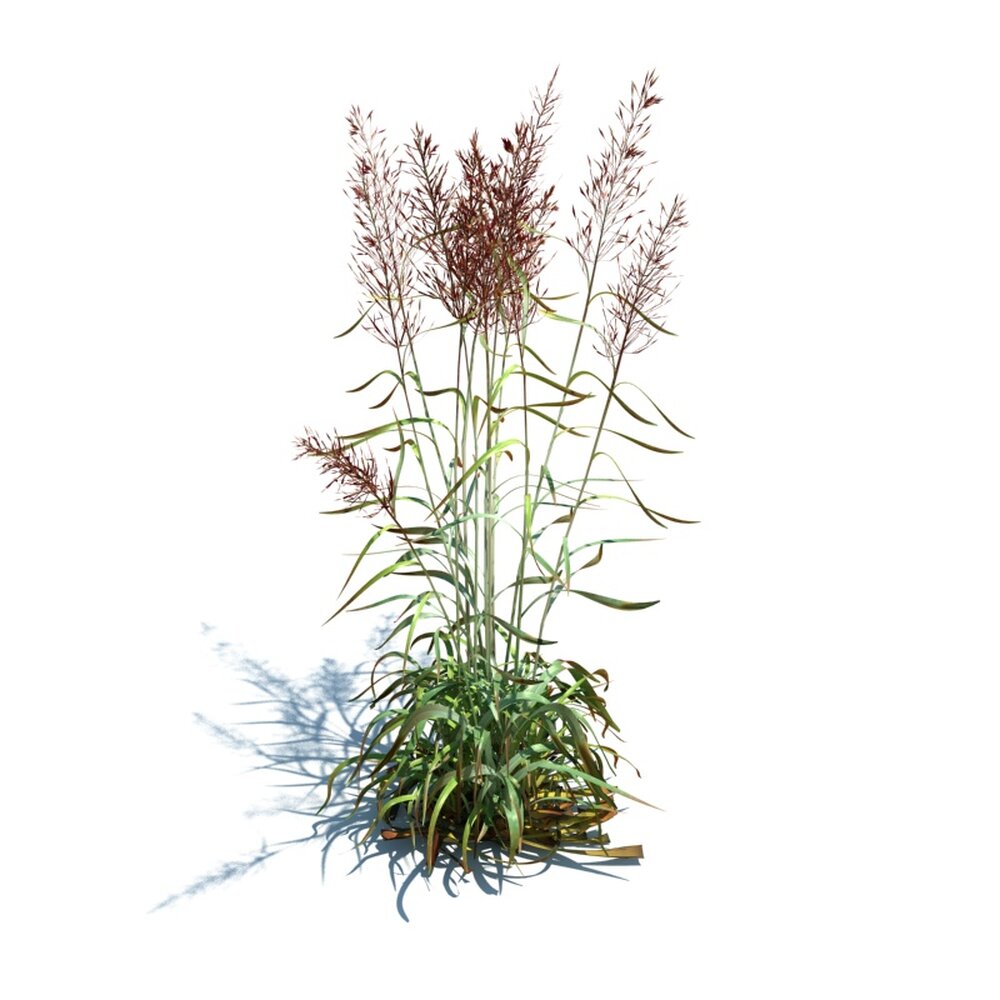 Spodiopogon Sibiricus Grass with Reddish-Brown Spikes 3D model ...