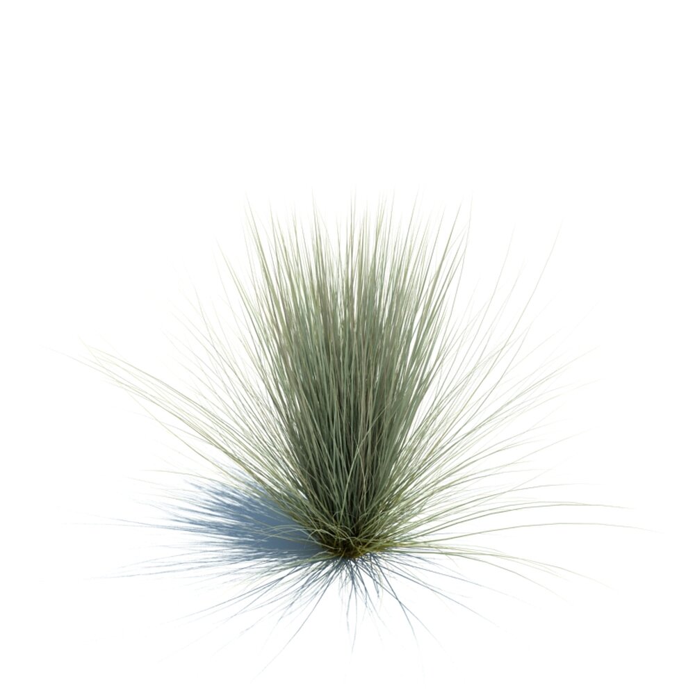 Little Bluestem Grass Andropogon Scoparius Ornamental 3D model ...