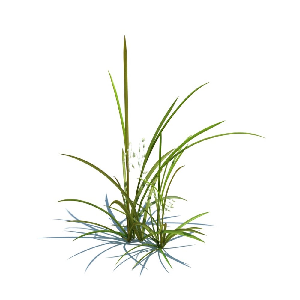 Quaking Grass Briza Media Plant with Flowers 3D model - Download Grass ...