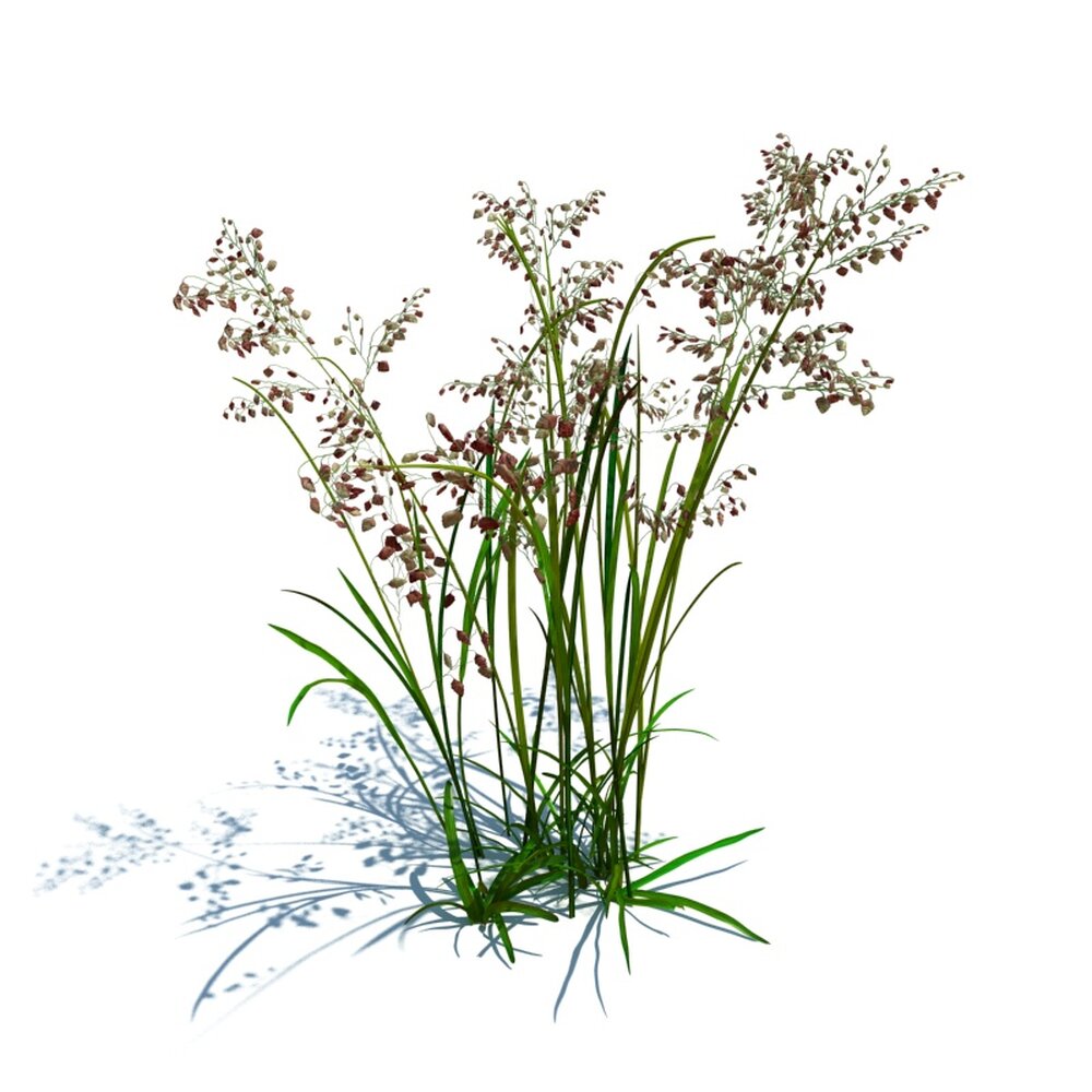 Quaking Grass Briza Media Ornamental Flower 3D model - Download Grass ...